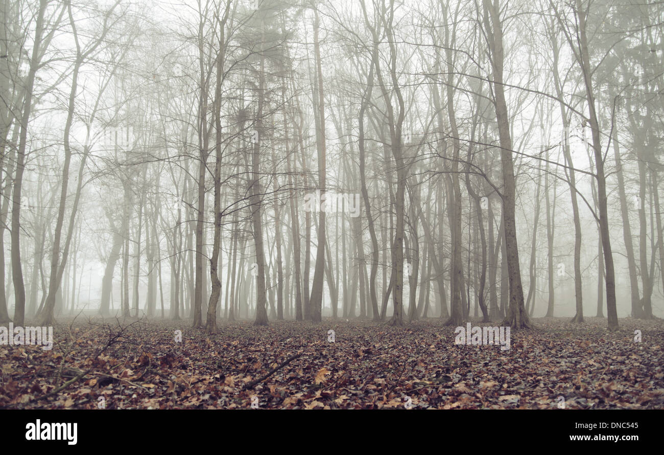 Old forest hi-res stock photography and images - Alamy