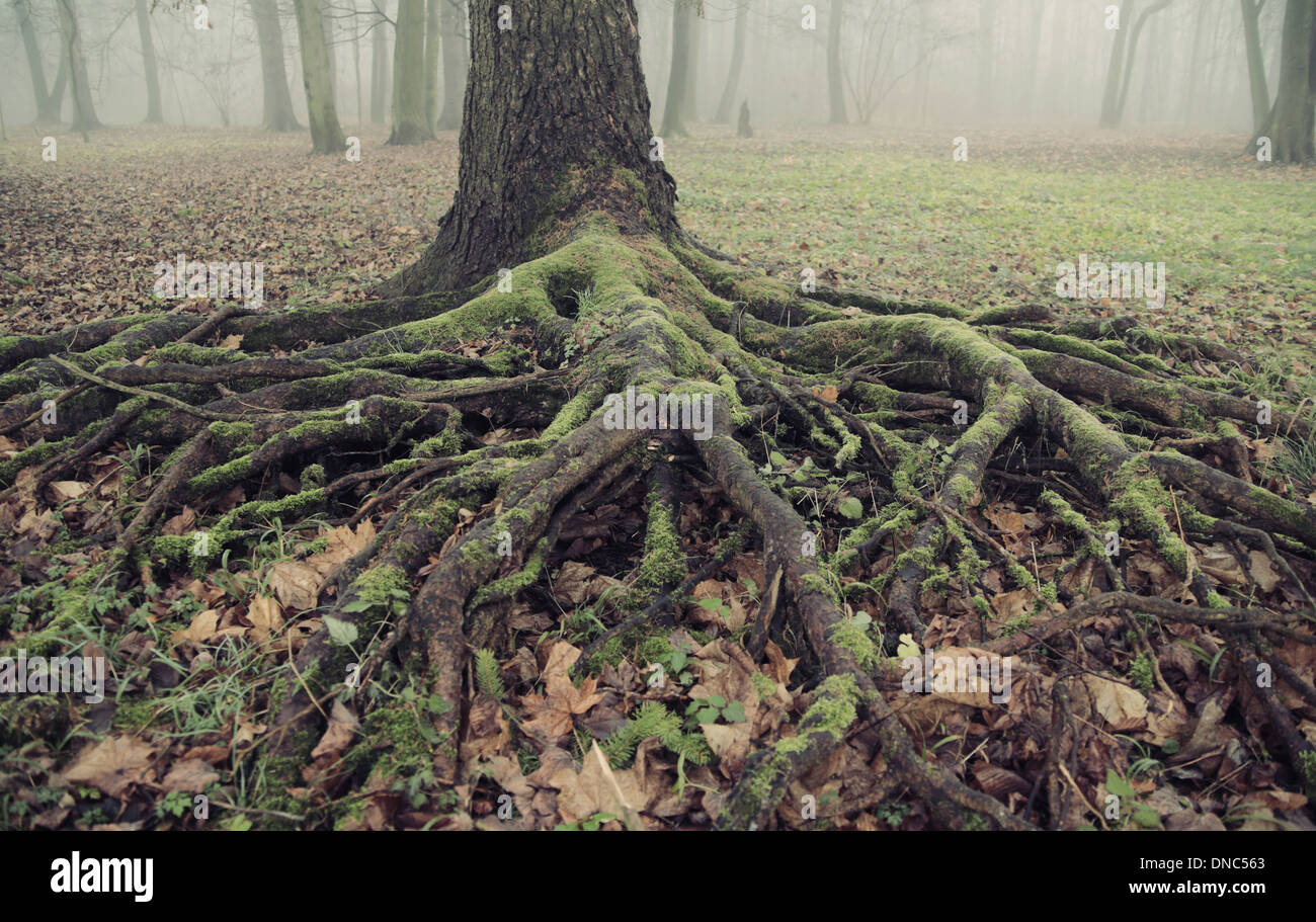 Long roots hi-res stock photography and images - Alamy