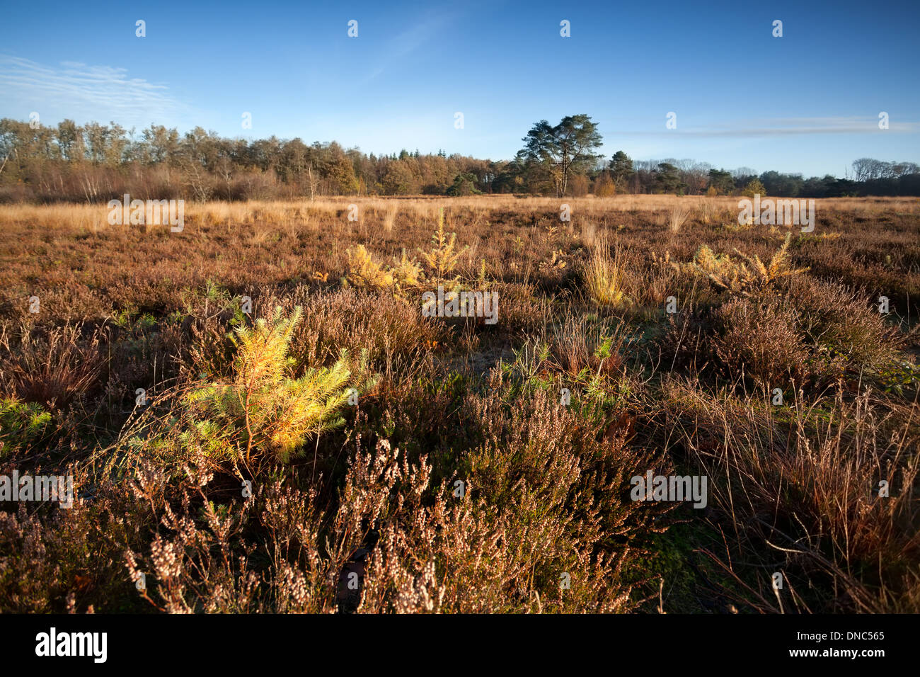 Little spruce hi-res stock photography and images - Alamy