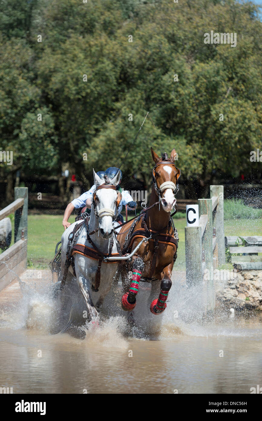 An image of from a Horse Driving competition where the riders navigate ...