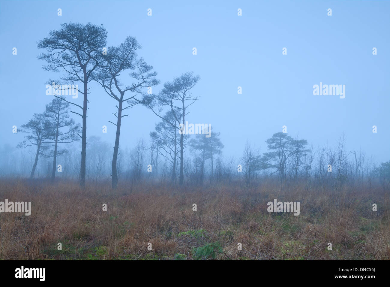 Marsh pine hi-res stock photography and images - Alamy