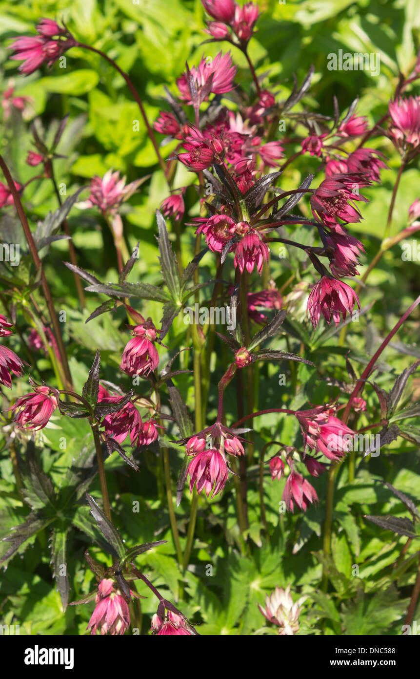 Major star hi-res stock photography and images - Alamy