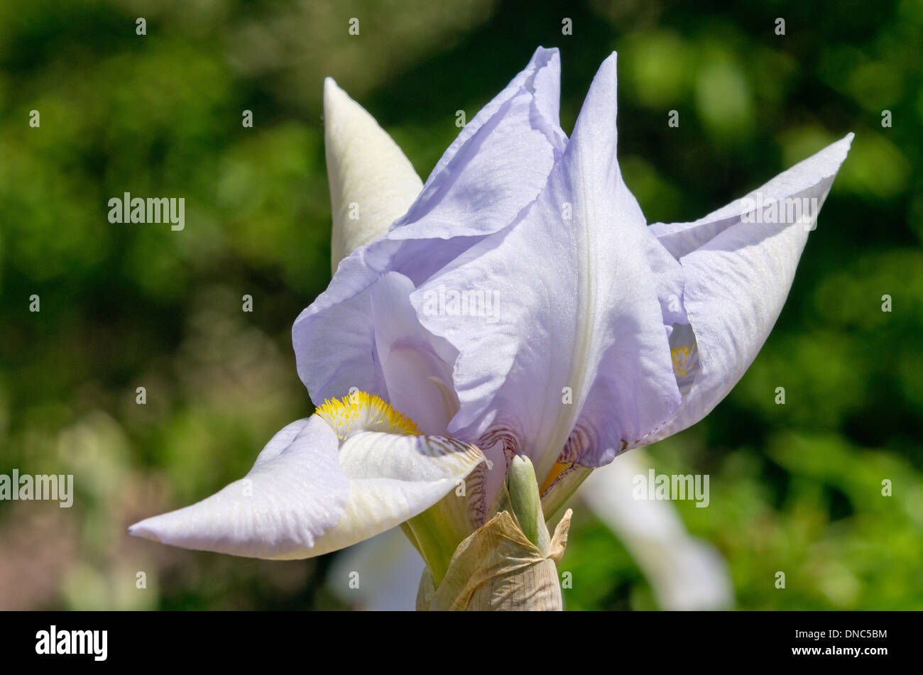 Iris beds hi-res stock photography and images - Alamy