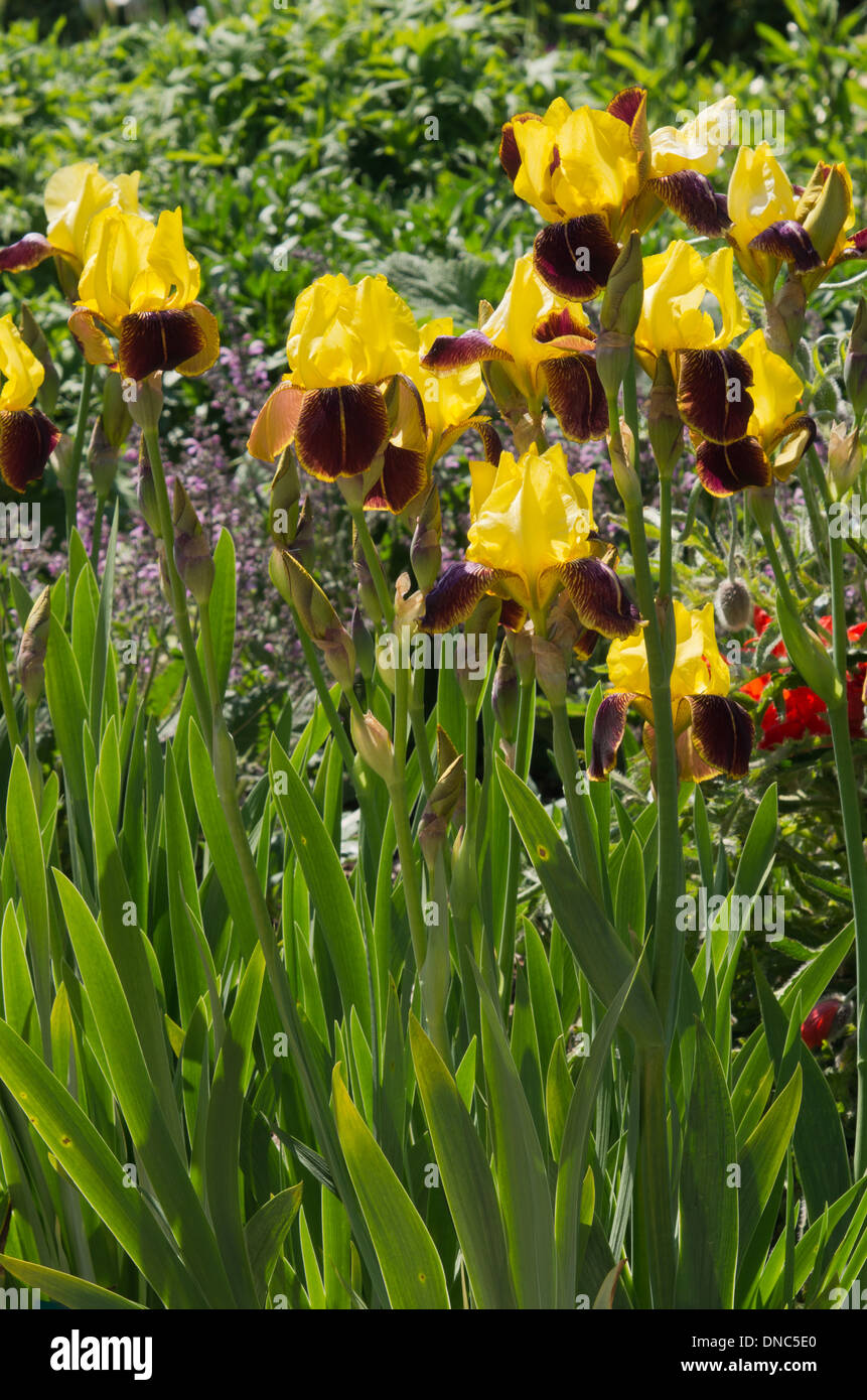 Bearded iris hi-res stock photography and images - Alamy