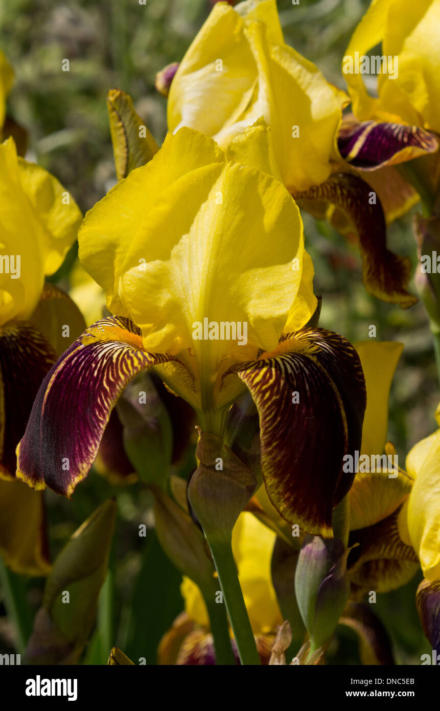 Bearded iris rajah hi-res stock photography and images - Alamy