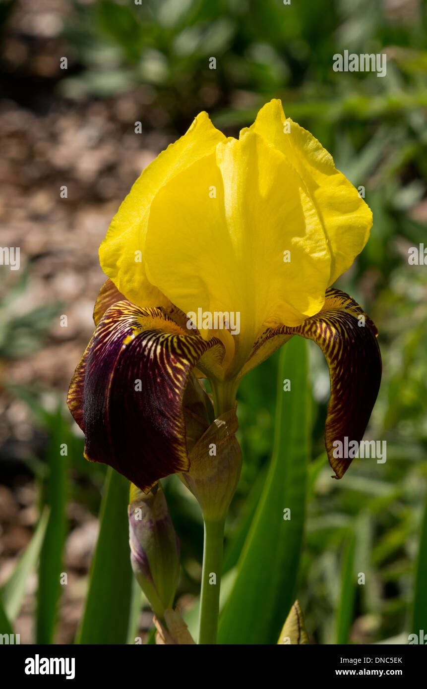 Yellow rajah hi-res stock photography and images - Alamy