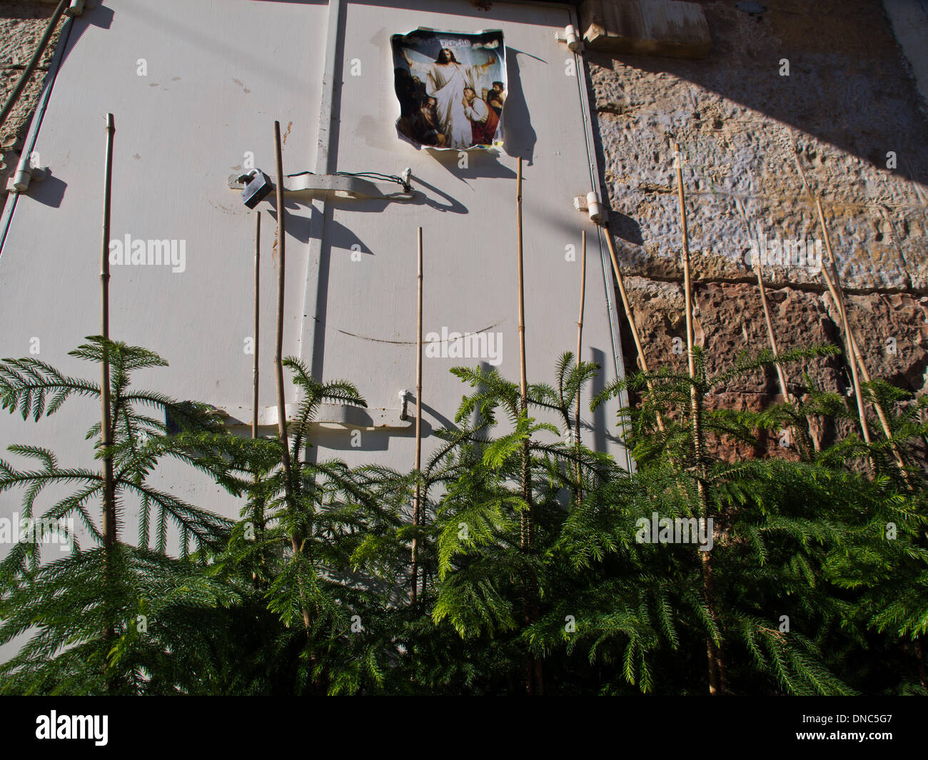 Jerusalem. 22nd Dec, 2013. Municipal Christmas tree distribution point ...