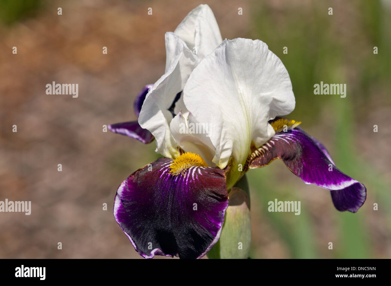 Iris Bright Hour Stock Photo - Alamy