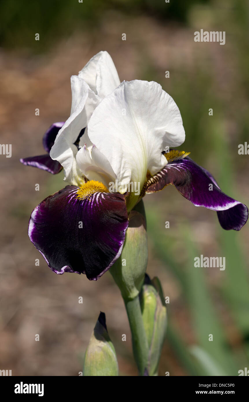 Iris Bright Hour Stock Photo - Alamy
