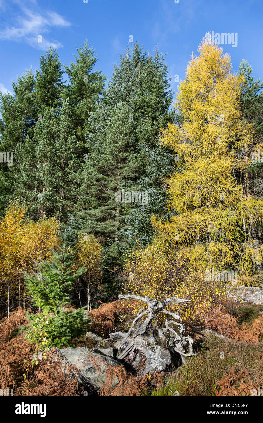 Larch trees scotland hi-res stock photography and images - Alamy