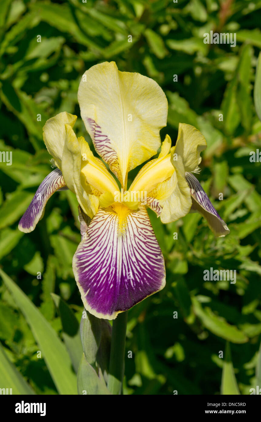 Pale yellow iris hi-res stock photography and images - Alamy