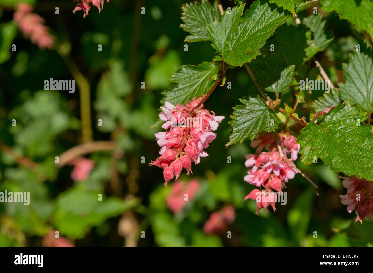 Affinis hi-res stock photography and images - Alamy
