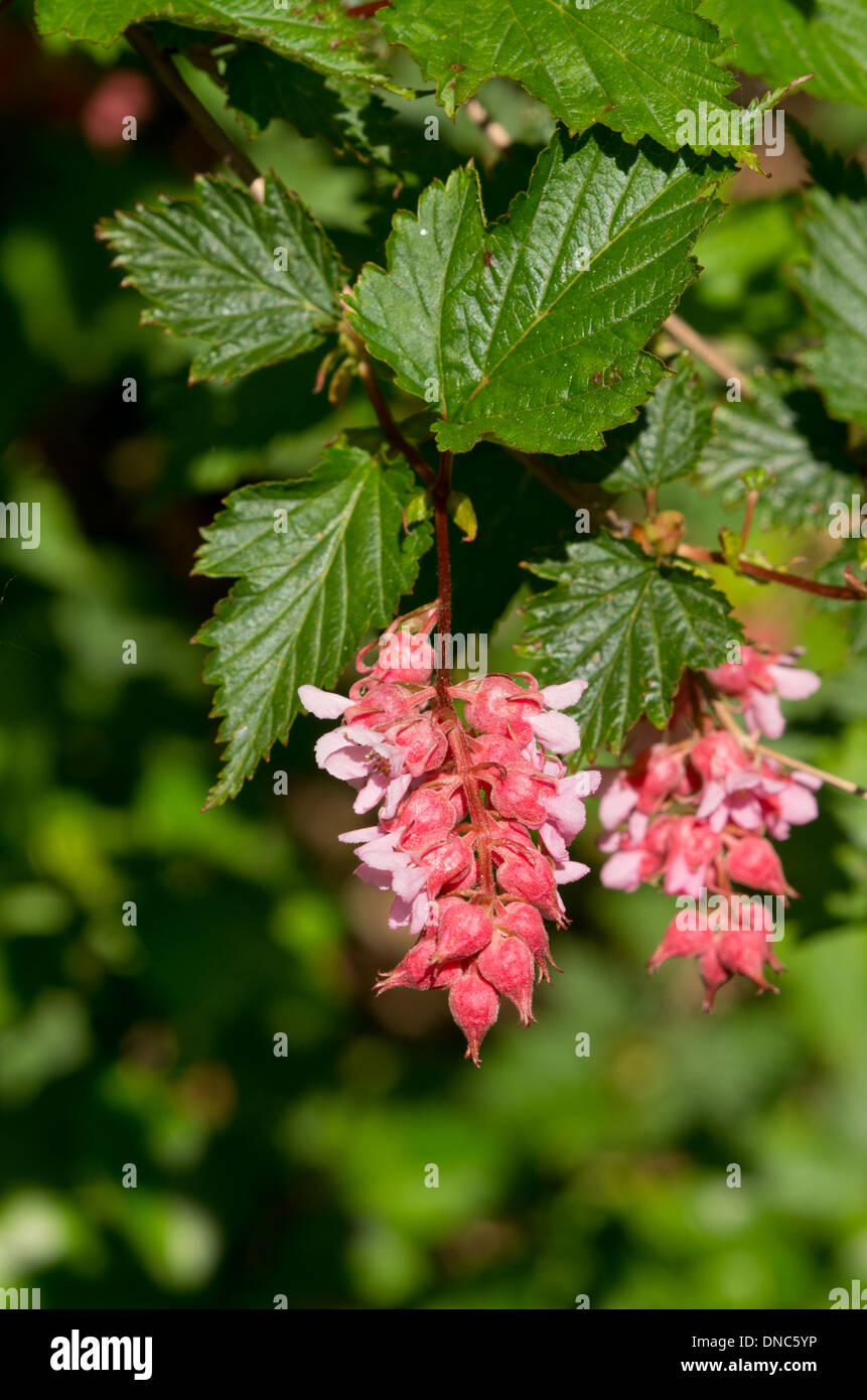 Affinis hi-res stock photography and images - Alamy