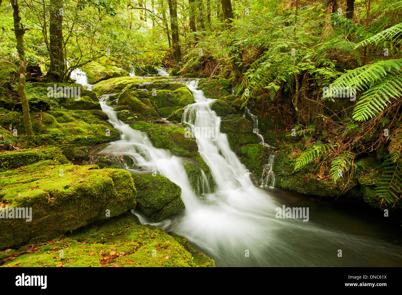 Subtropical Wilderness High Resolution Stock Photography and Images - Alamy