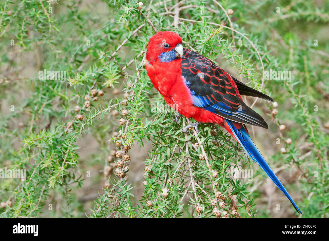 Crimson Rosella sitting in a bush Stock Photo - Alamy
