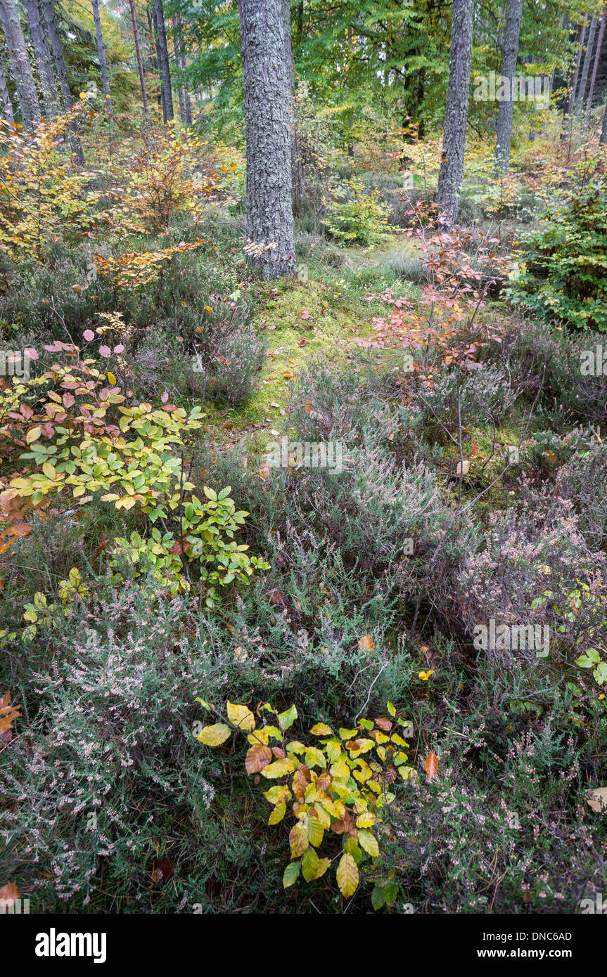 Beech wood scotland autumn colour hi-res stock photography and images ...