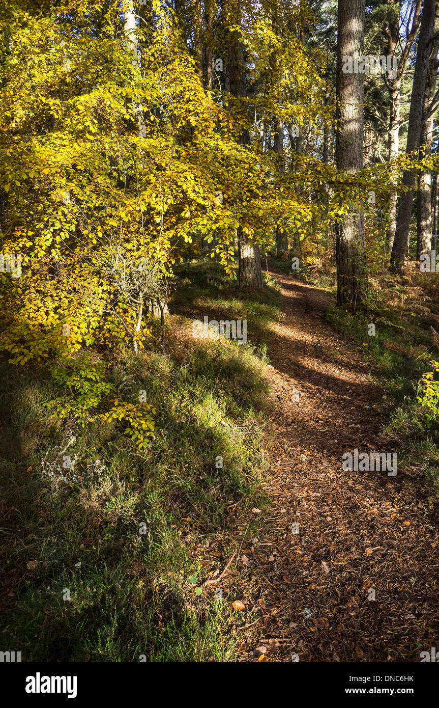 Forest path in Autumn in the Highlands of Scotland Stock Photo - Alamy