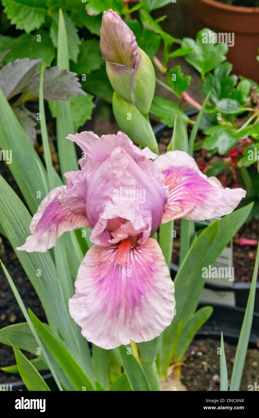Bearded iris raspberry blush hi-res stock photography and images - Alamy
