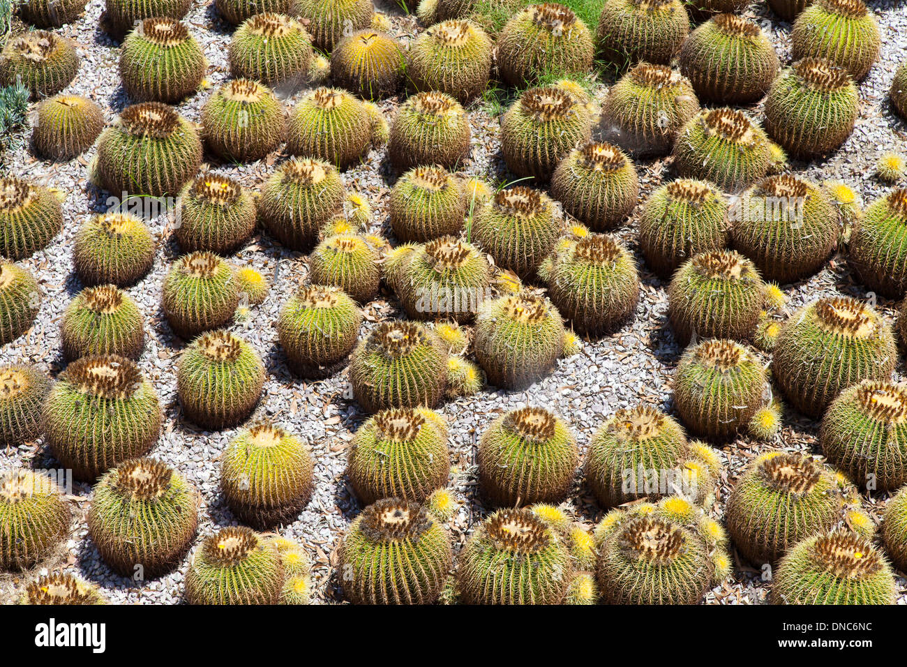 Botanical concepts hi-res stock photography and images - Alamy