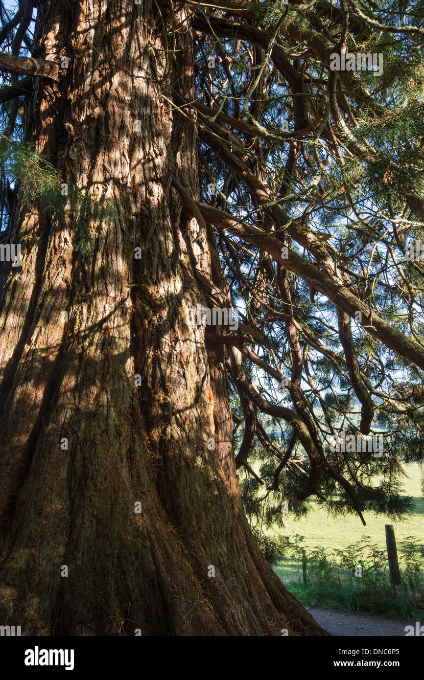 Redwood tree sequoioideae sequoia hi-res stock photography and images ... Redwood tree sequoioideae sequoia hi-res stock photography and images ...