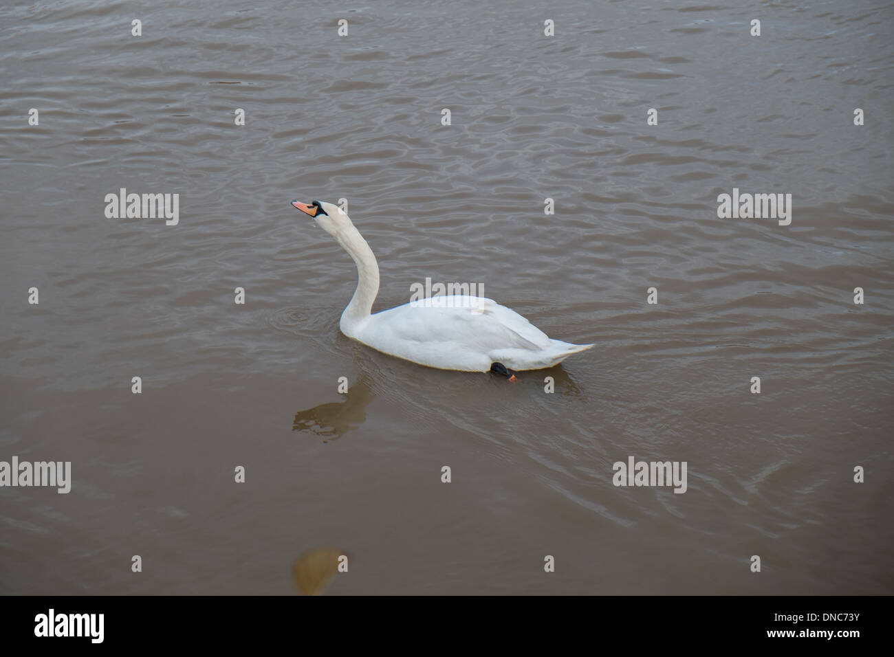 Swan on River Severn Stock Photo - Alamy