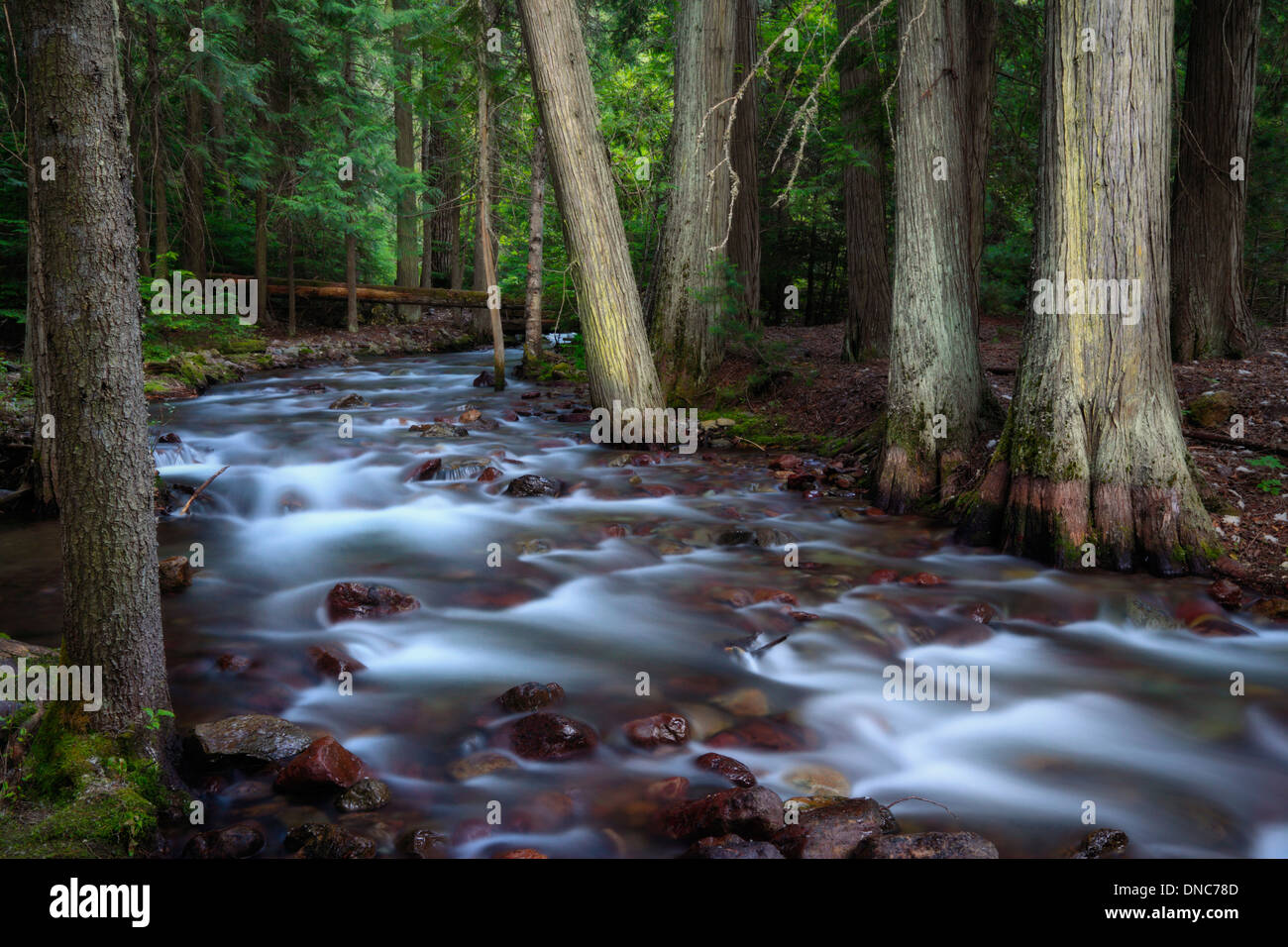 Stream runs through woodlands in Glacier National Park in Montana Stock ...