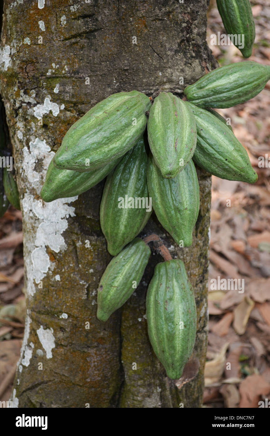 Cocoa pods on tree Stock Photo - Alamy