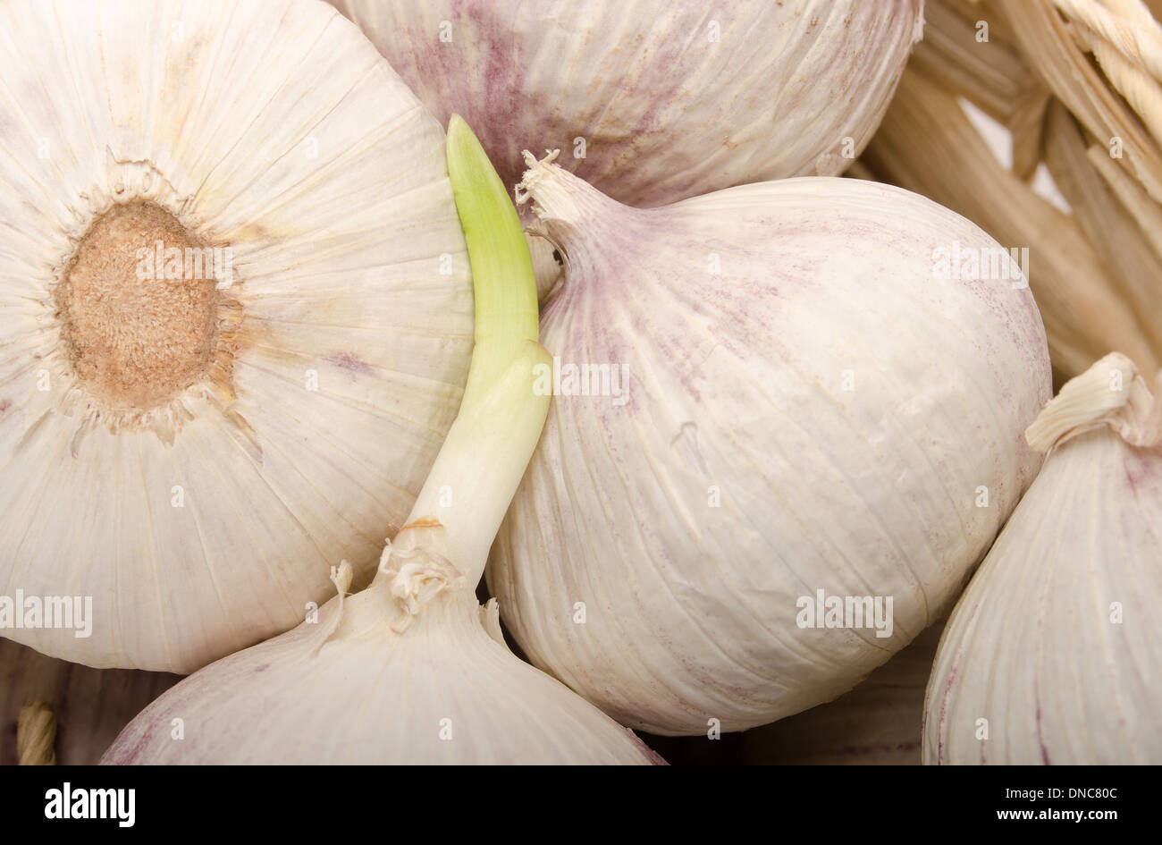 Garlic bulbs ready to germinate in basket Stock Photo - Alamy