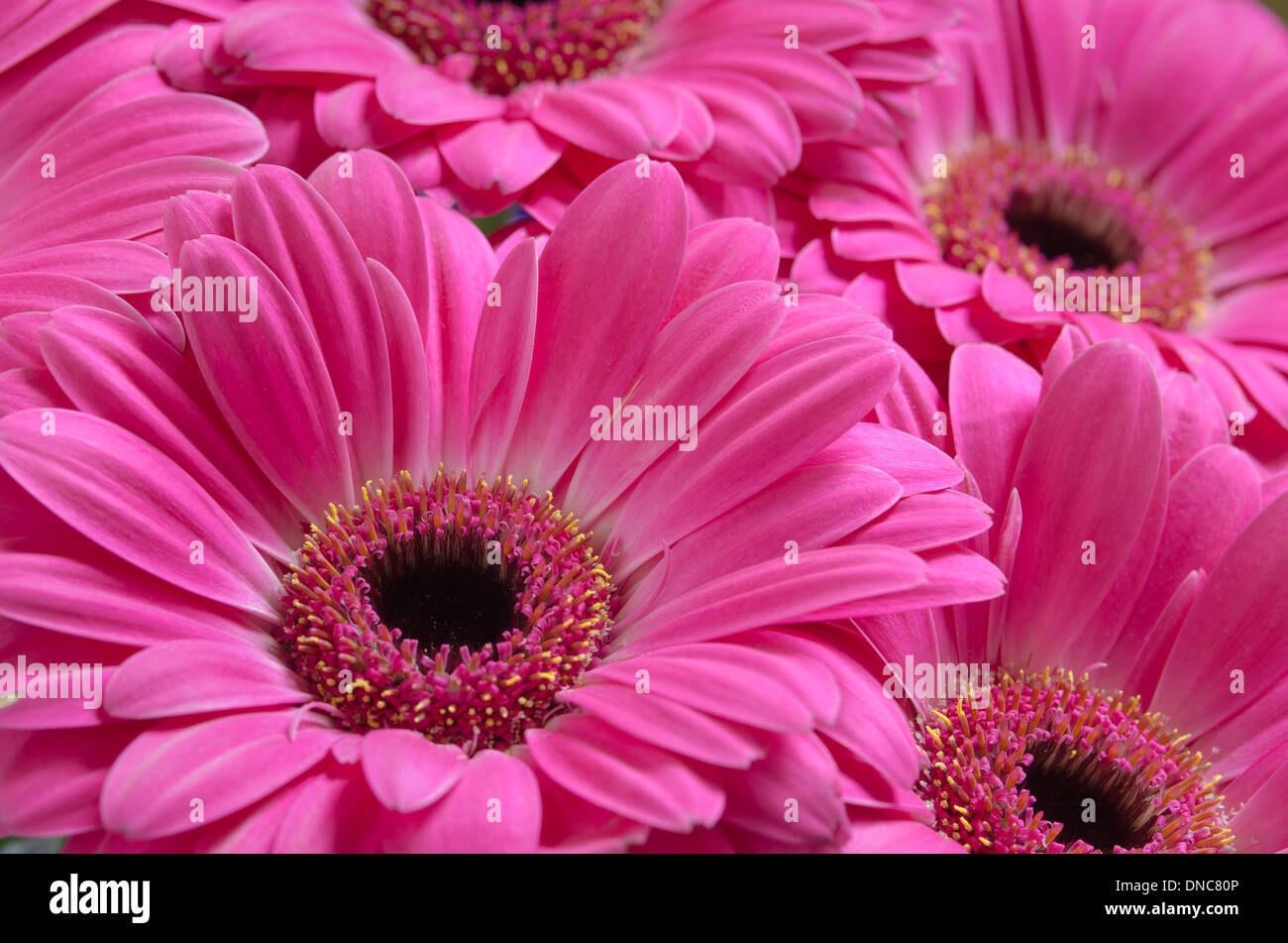 Trans florets hi-res stock photography and images - Alamy