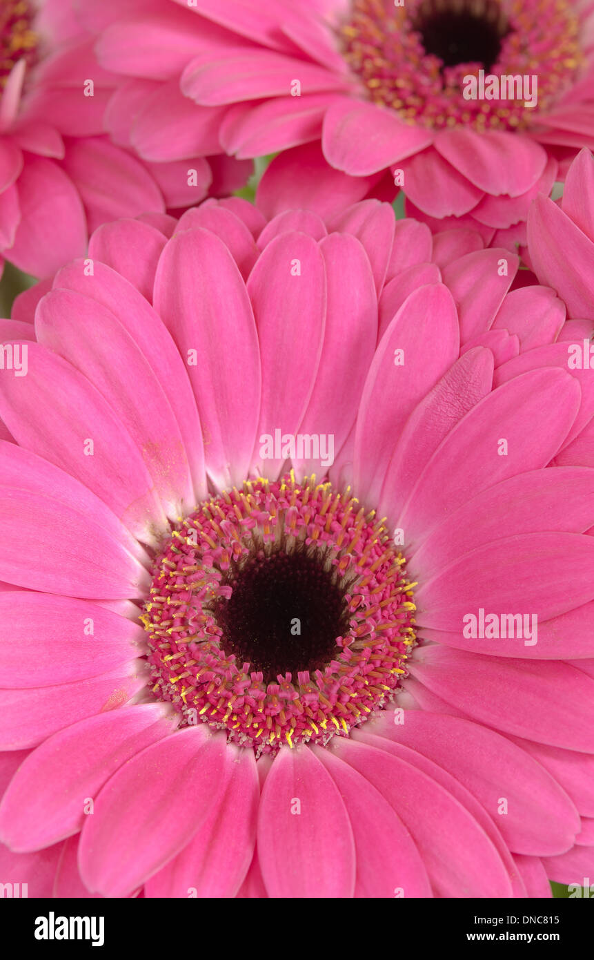 border between capitulum and petals of pink Gerbera daisy bloom Stock ...