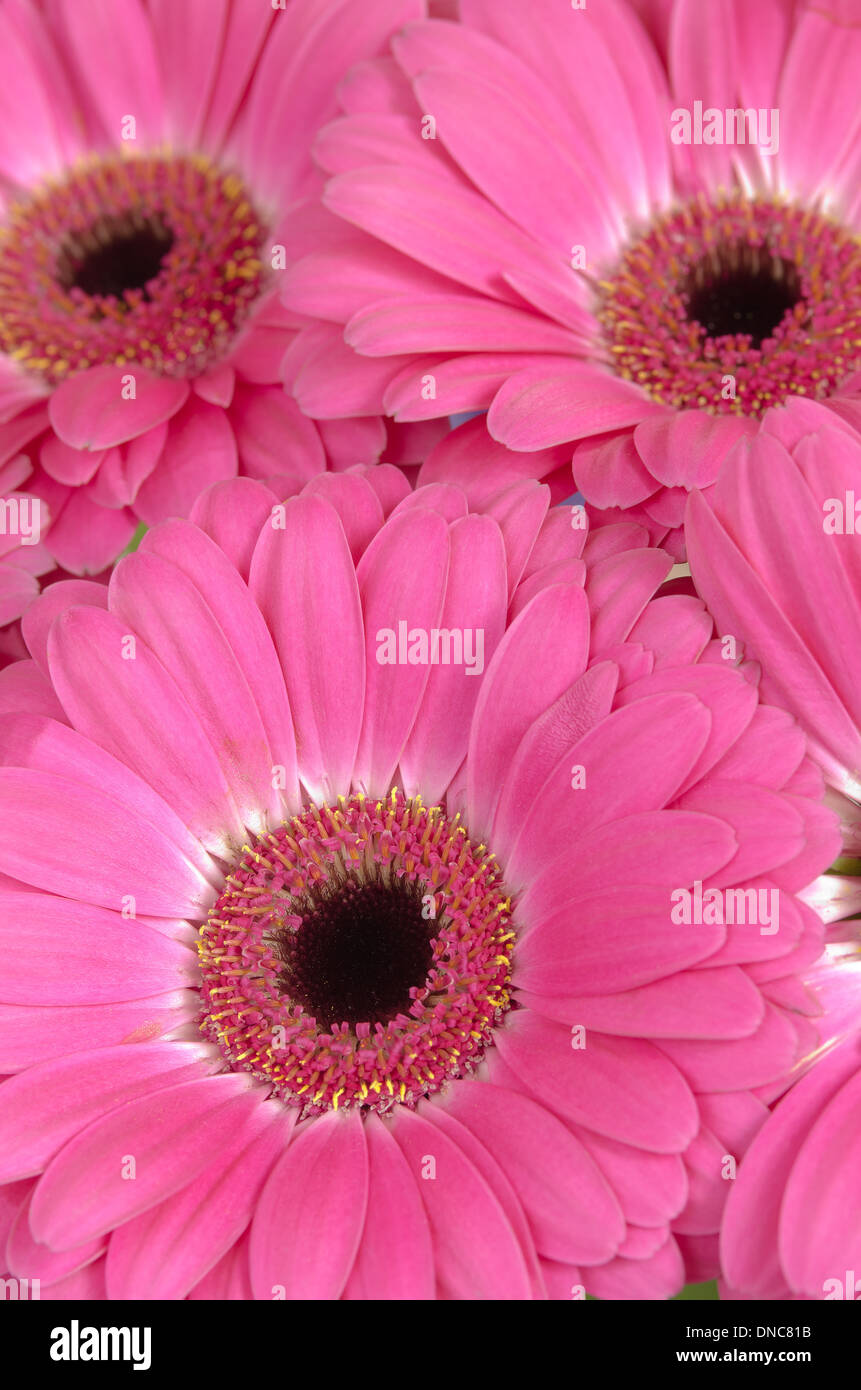 Extreme close up barberton daisy gerbera hi-res stock photography and ...