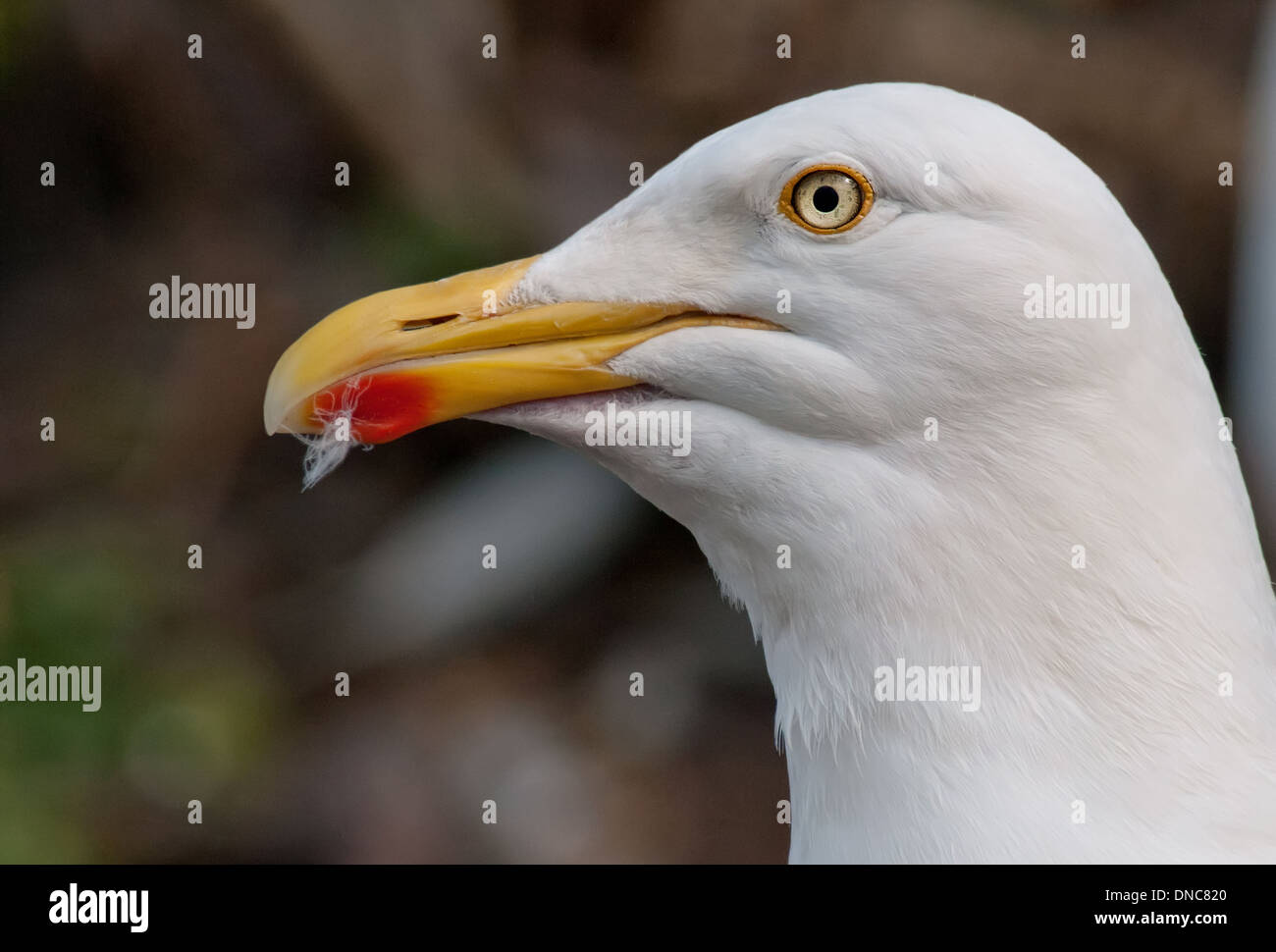 Portrait of a seagull hi-res stock photography and images - Alamy
