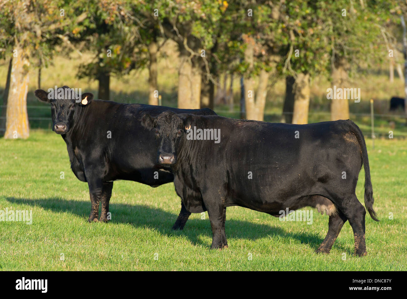 Black angus cattle hi-res stock photography and images - Alamy