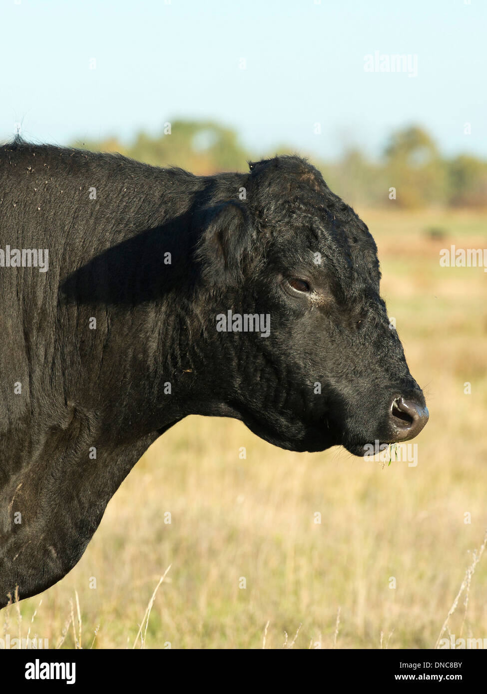 Black angus bull hi-res stock photography and images - Alamy