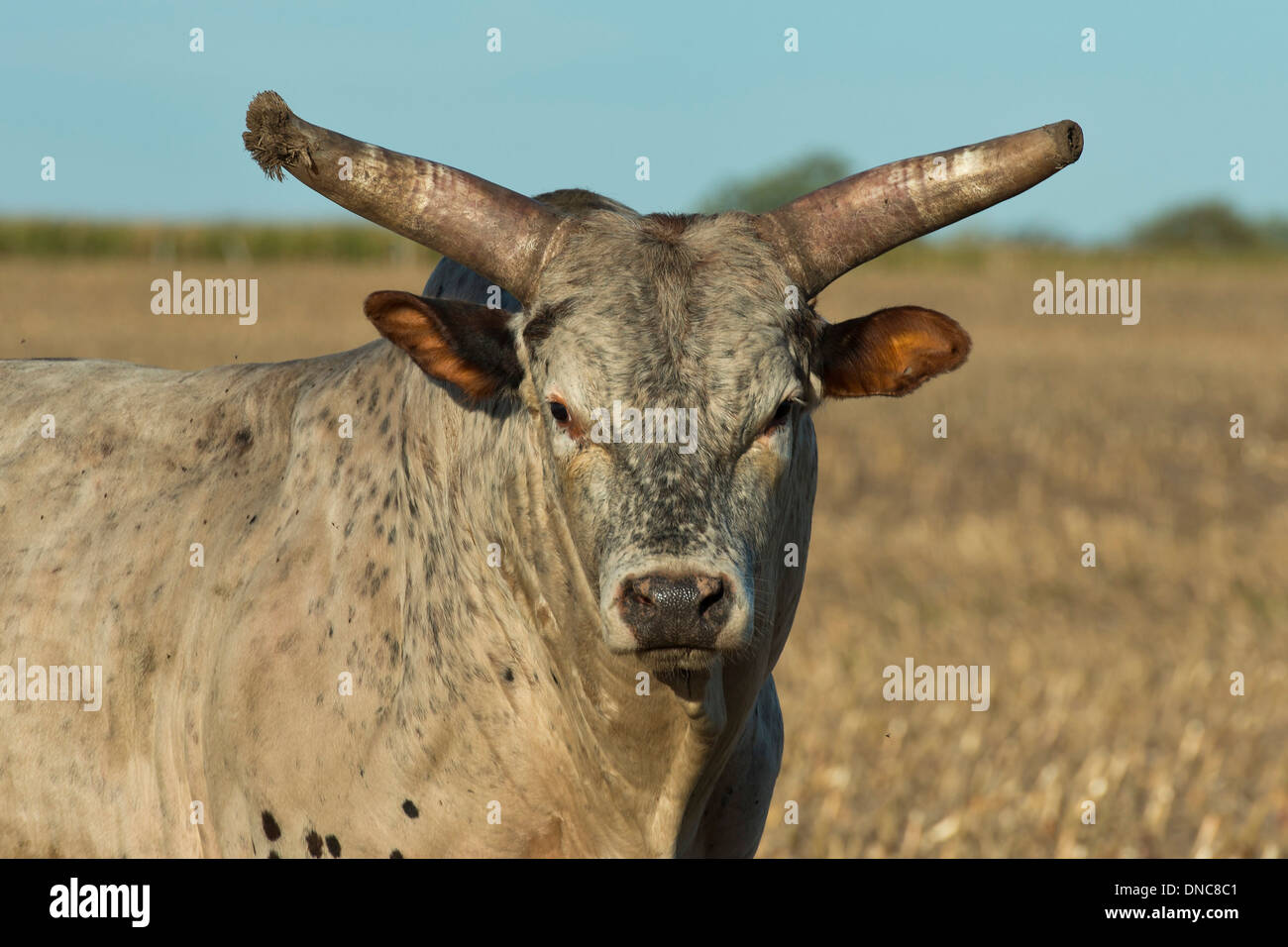 Mean bull hi-res stock photography and images - Alamy