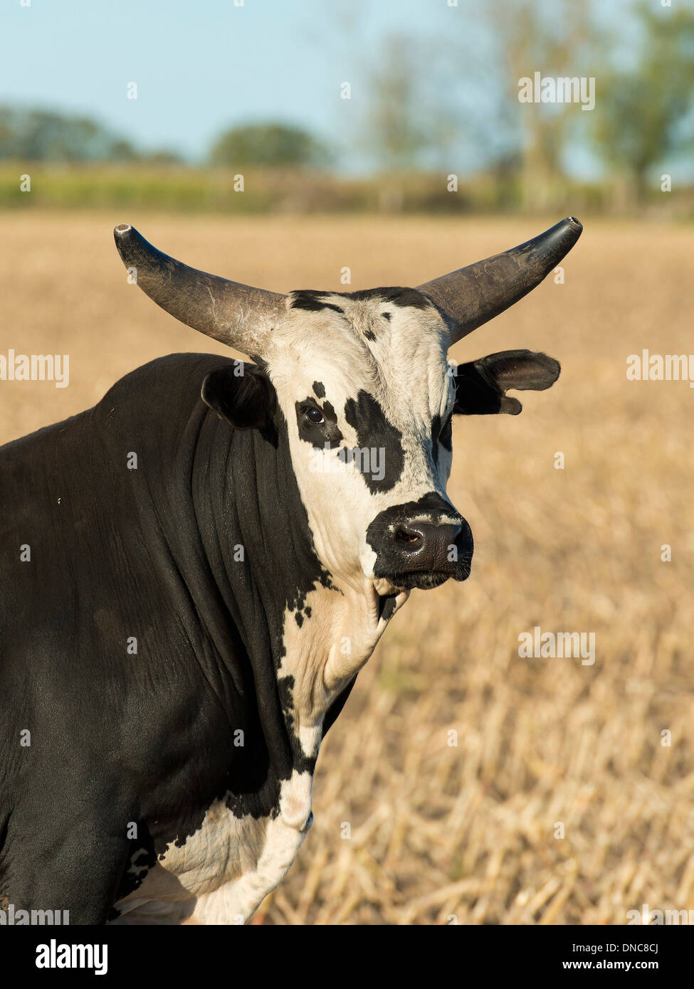 Mean Bull High Resolution Stock Photography and Images - Alamy