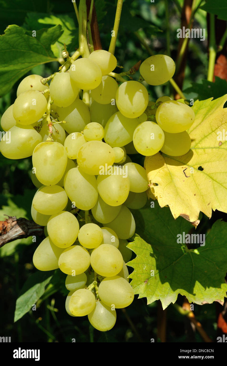 Growing branch of green grape in bright sunlight Stock Photo - Alamy