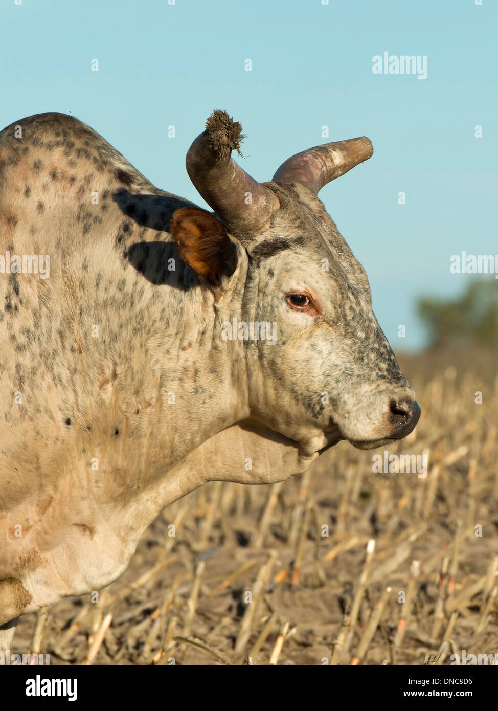 Large Mean Bull Stock Photo - Alamy