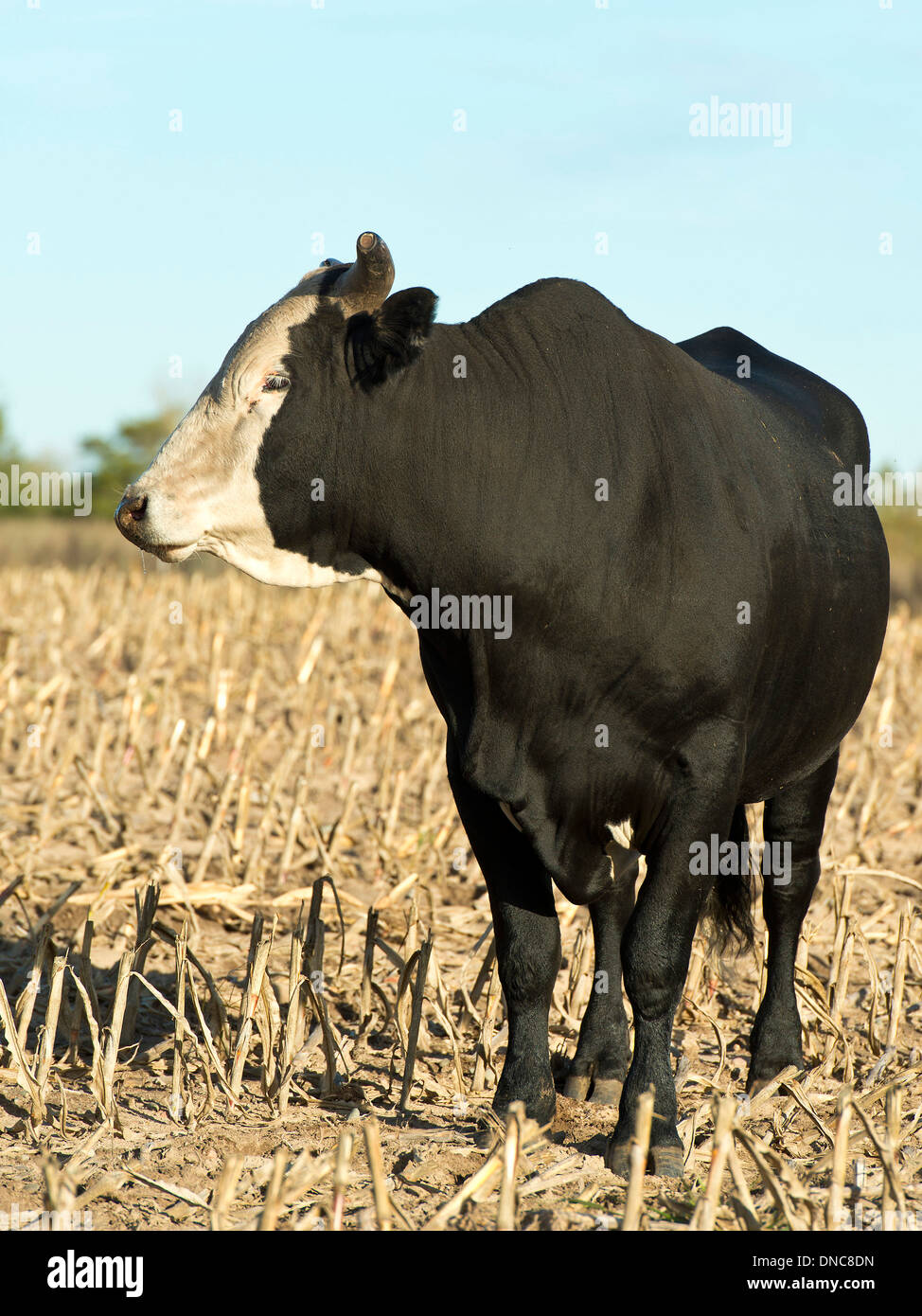 Mean Bull High Resolution Stock Photography and Images - Alamy
