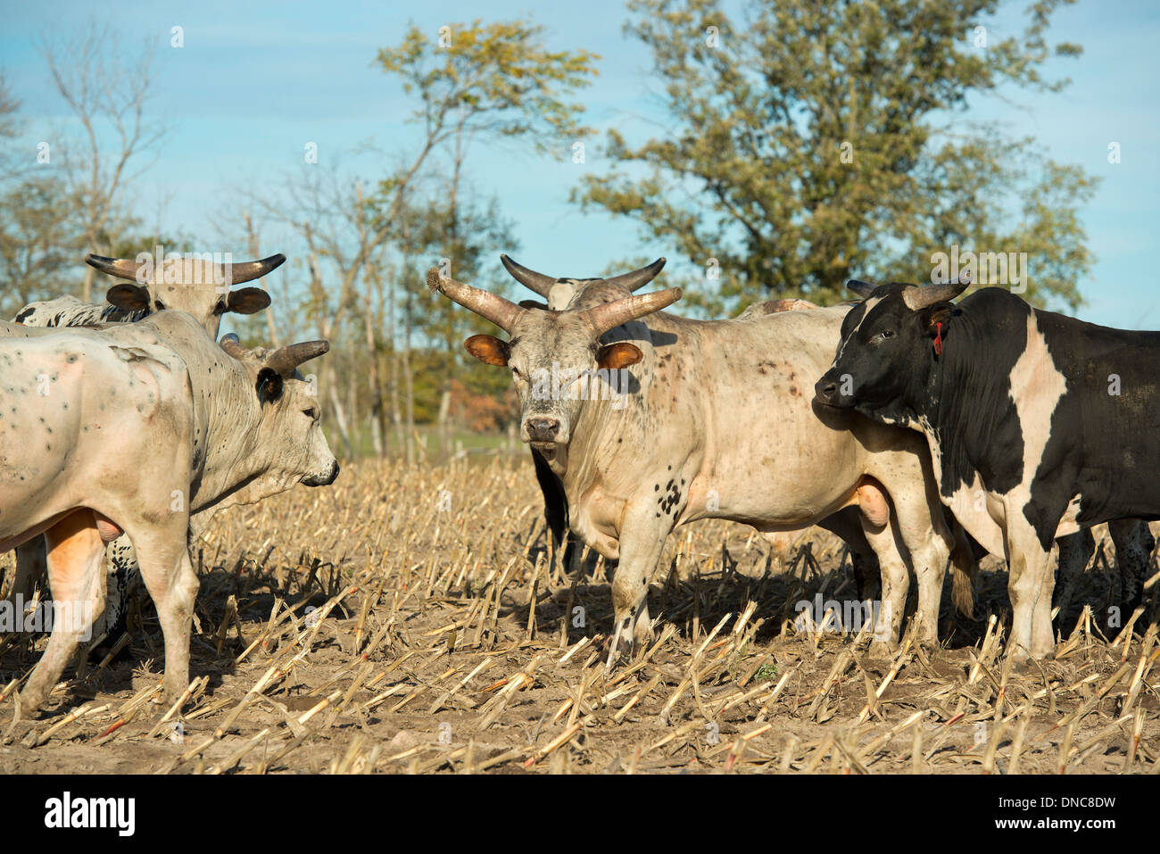 Mean Bull High Resolution Stock Photography and Images - Alamy