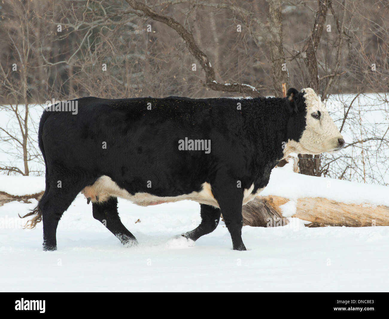 Black Angus Cattle Stock Photo - Alamy