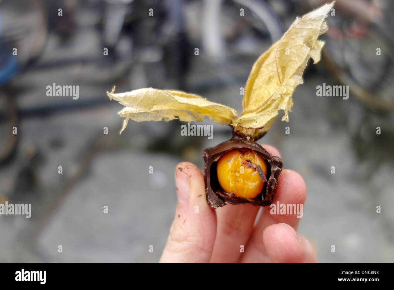 Traveling Europe. Italy, Florence, chocolate covered Gooseberry Stock ...