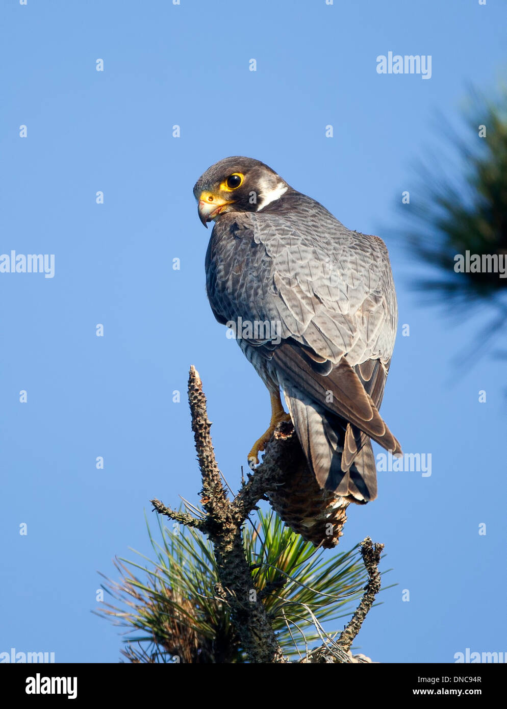 Peregrine Falcon Perched atop a Pine Tree Stock Photo - Alamy