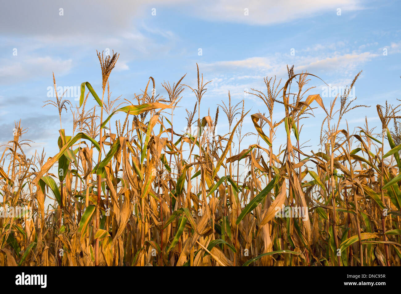 Corn field landscape hi-res stock photography and images - Alamy