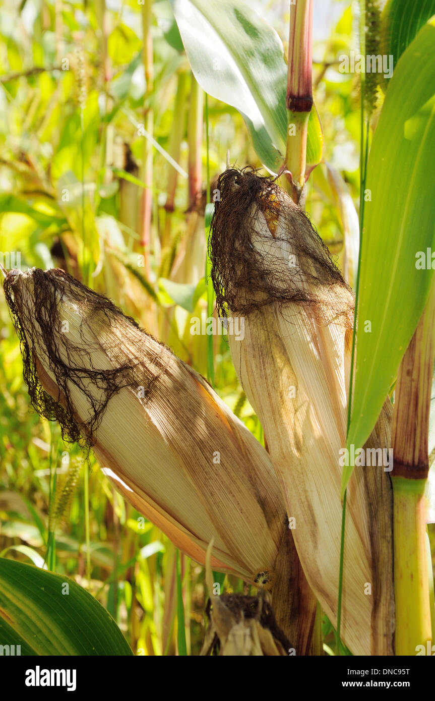 two corn cobs on the stem Stock Photo - Alamy