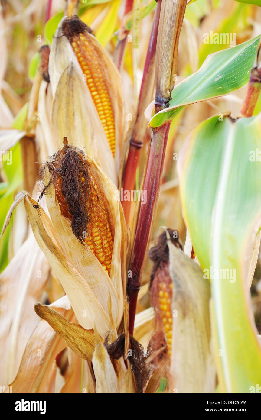 Corn On The Cob growing on the plant Stock Photo - Alamy