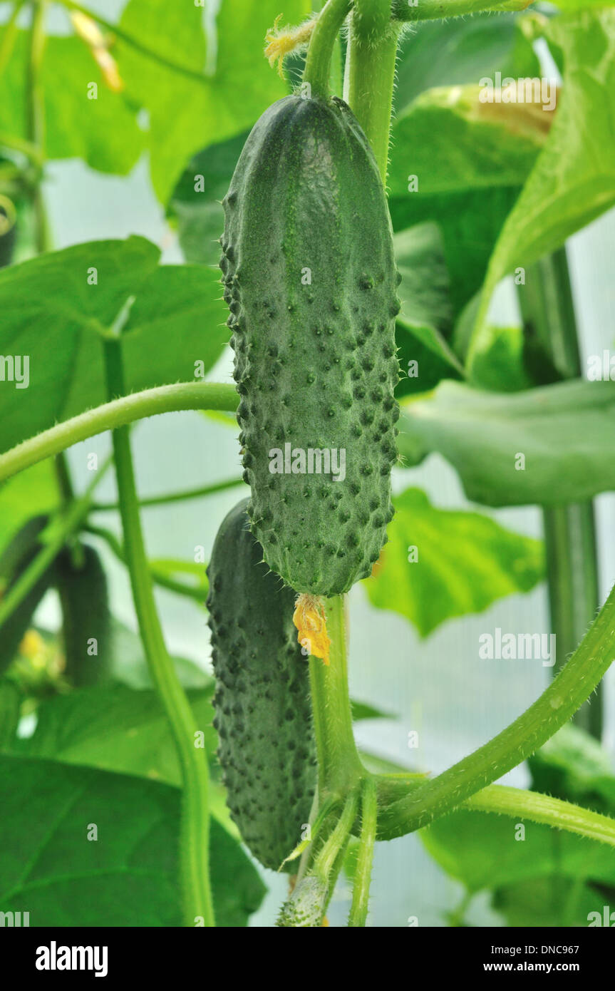 Rod vegetable hi-res stock photography and images - Alamy