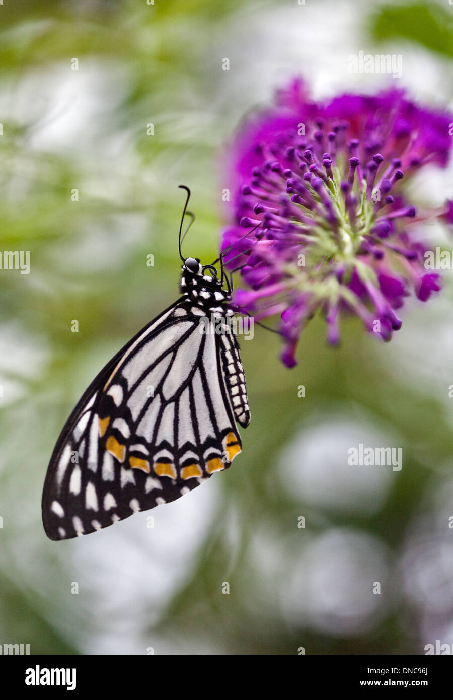 Common mime butterfly hi-res stock photography and images - Alamy