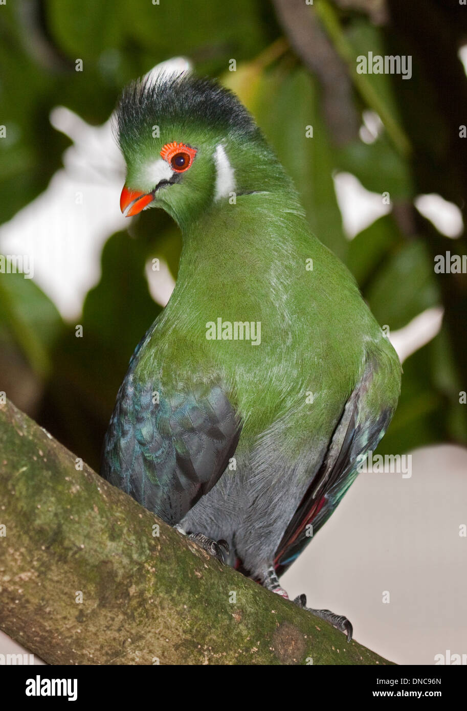 Exotic white cheeked bird hi-res stock photography and images - Alamy
