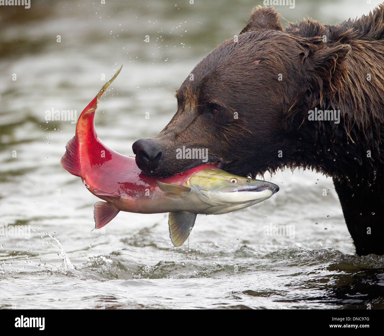 Alaskan Brown Bear Catching Salmon Stock Photo - Alamy Alaskan Brown Bear Catching Salmon Stock Photo - Alamy